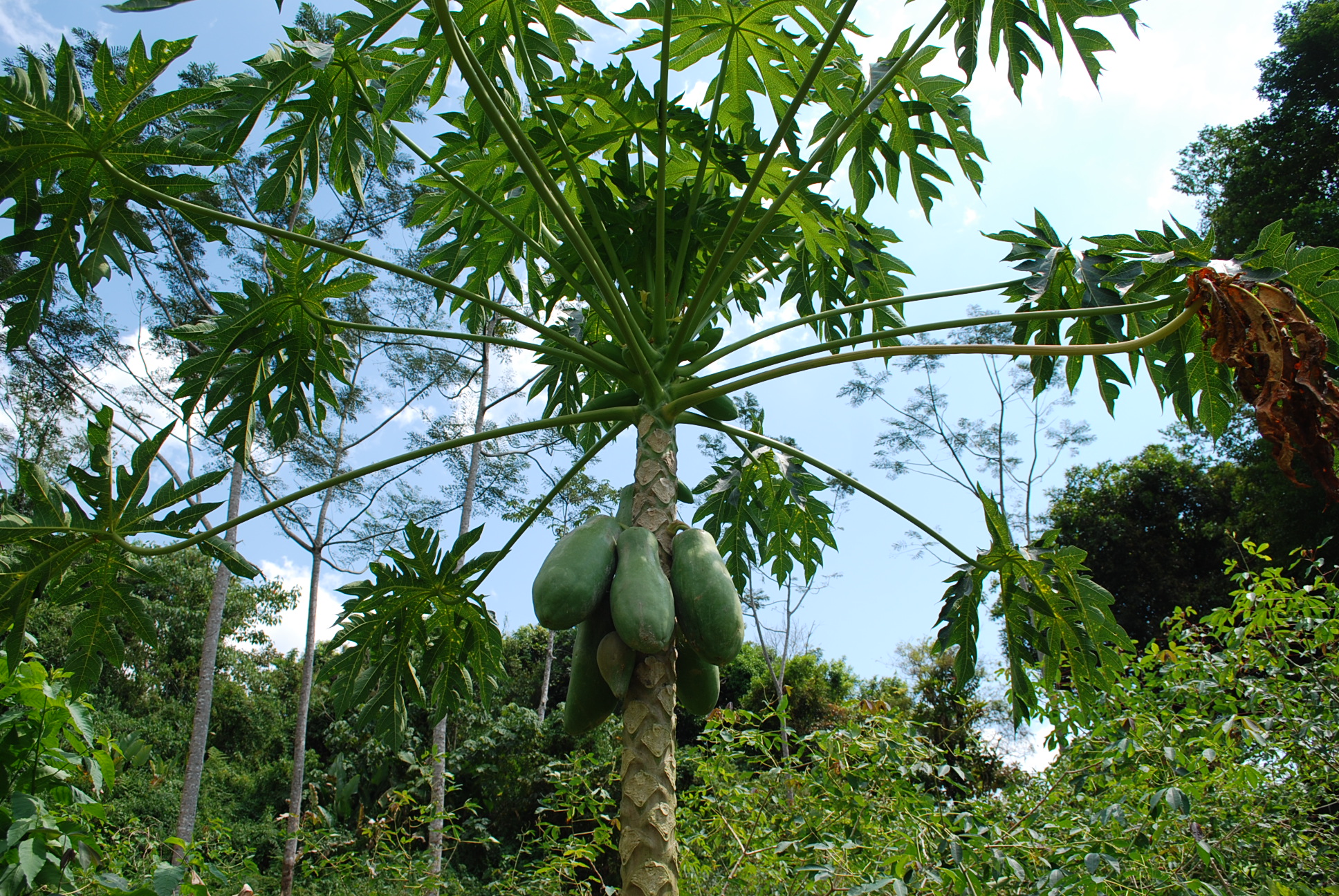 Papaya | Finca Monte Galan (con loco tico!)