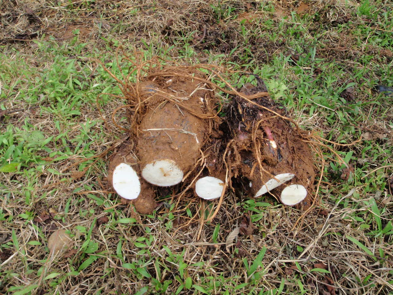 Yampi | Finca Monte Galan (con loco tico!)